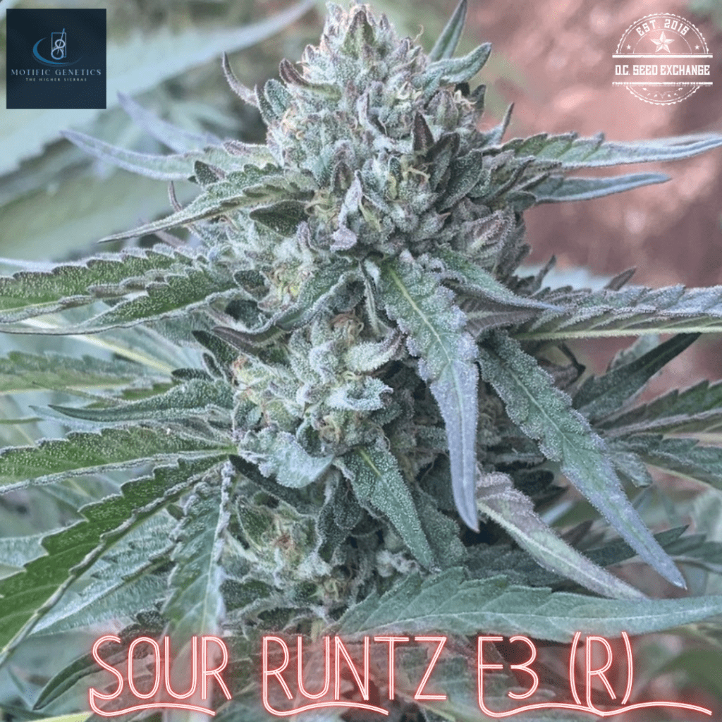 Sour Runtz F3 Seeds for Sale: Buy 10 Regular Seeds at DCSE