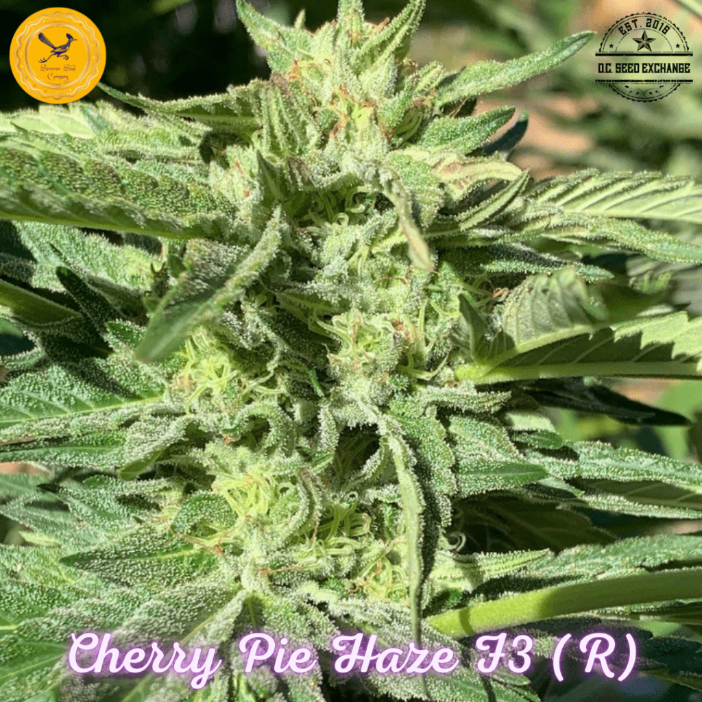 Cherry Pie Haze F3 Seeds: Buy Now at DC Seed Exchange