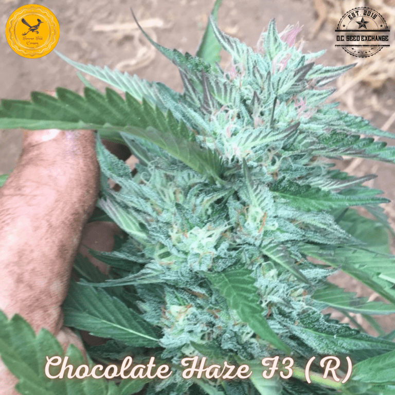 Chocolate Haze F3 Seeds: Buy Now at DC Seed Exchange - 2025