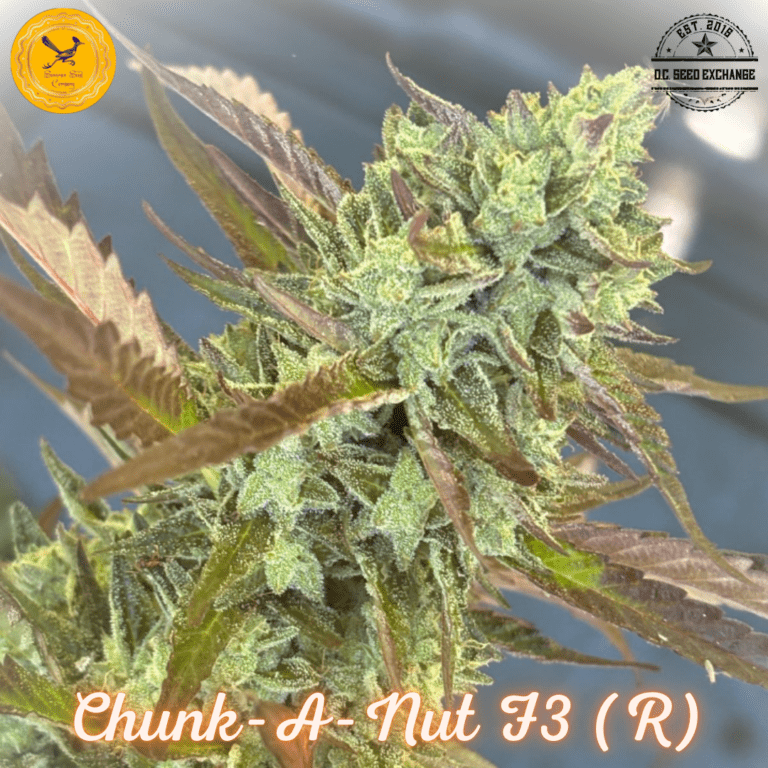 Chunk-A-Nut F3 Seeds: Buy at DC Seed Exchange
