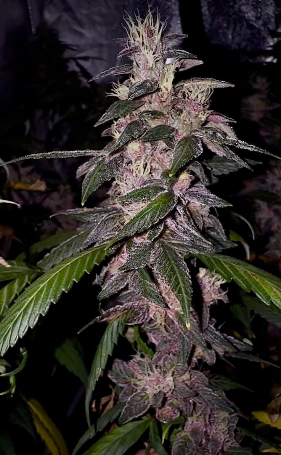 Ethiopian Blueberry F1 Seeds: Buy Feminized Seeds at DCSE