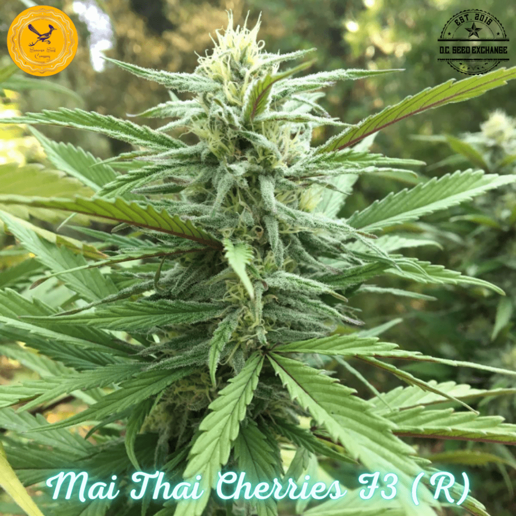 Mai Thai Cherries F3 Seeds at DCSE: Shop or Waitlist
