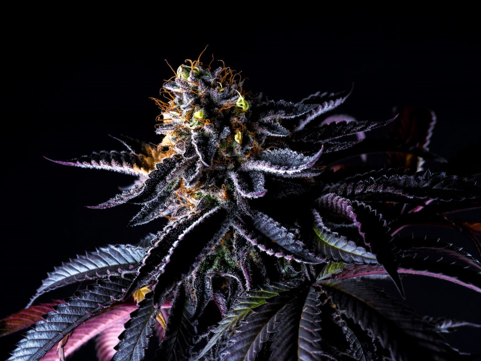 Blue Goliath F3 (Blue Euphoria x Goliath #33) 10 Regular Seeds - DCSE
