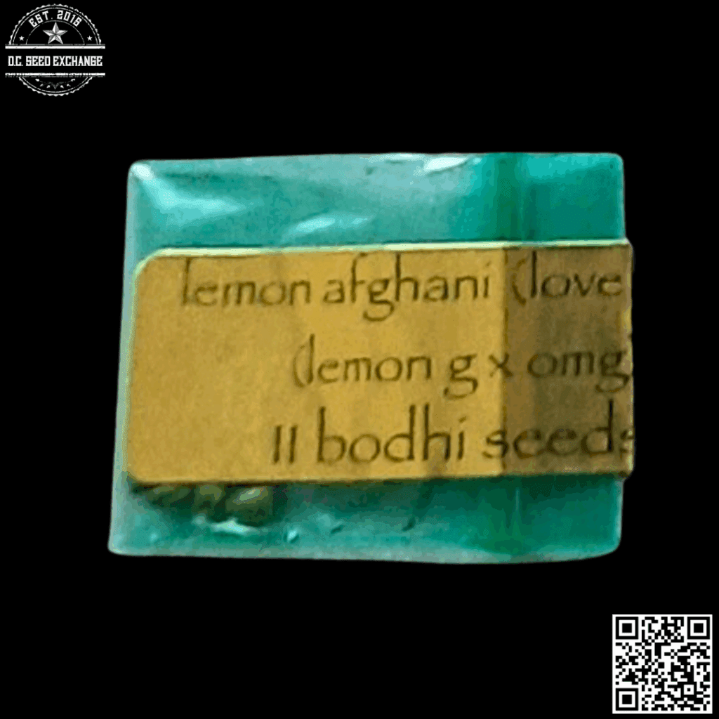 Lemon Afghani Seeds at DCSE: Buy Now