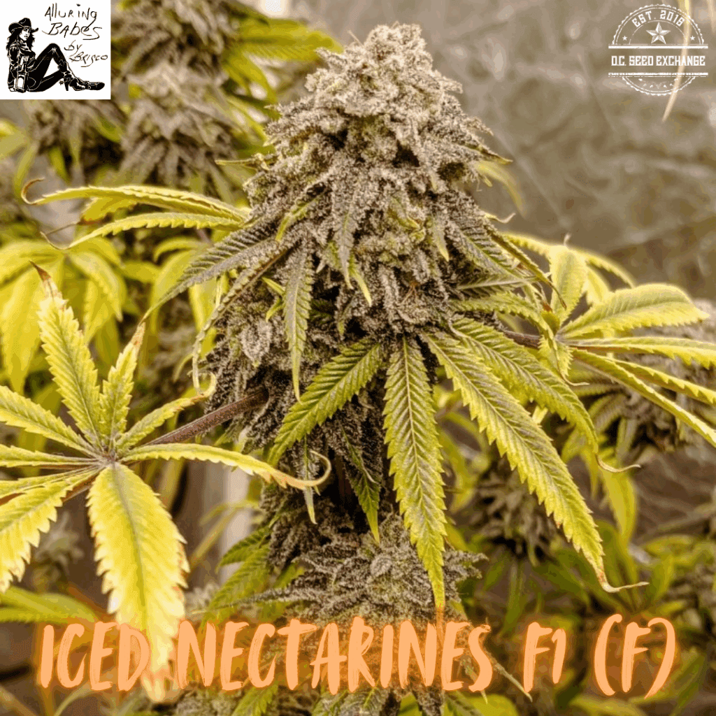 Iced Nectarines F1 Seeds | DC Seed Exchange