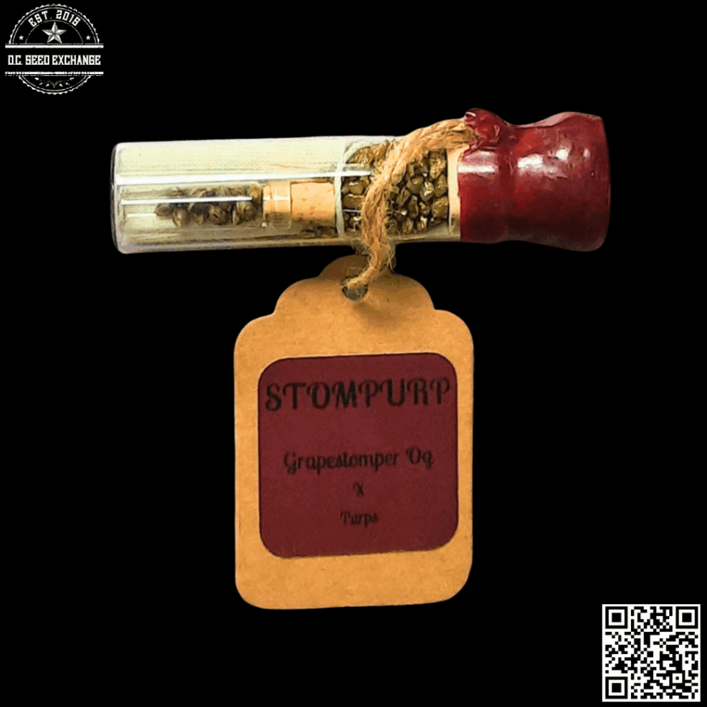 Stompurp Seeds Auction: Grapestomper x Purps - DCSE