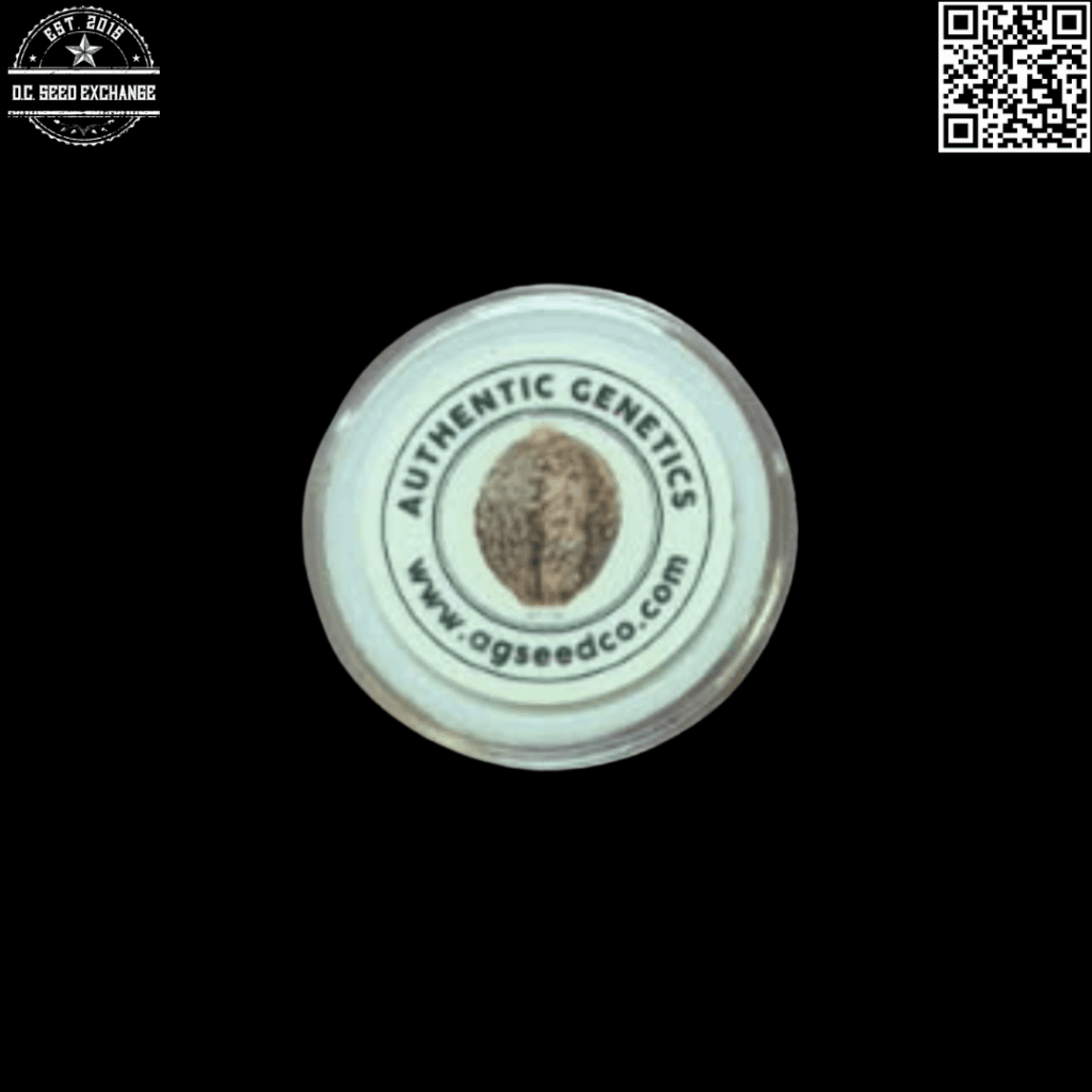 Todd McCormick's Authentic Genetics x Haze 10 Regular Seeds