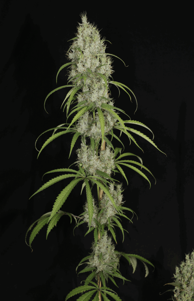 Medi Laos Seeds: Limited Edition at DC Seed Exchange