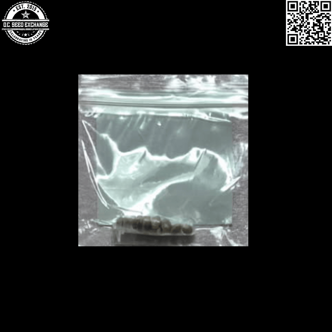 SnowHigh Seeds Purple Rose (Flo [1996] x Acapulco Gold x Cinderella 99 ...