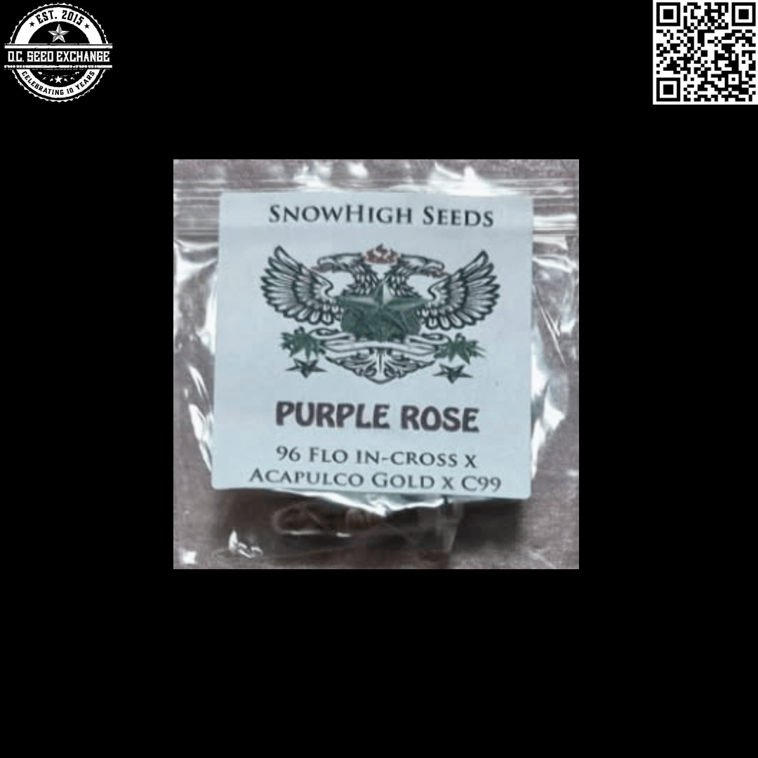 SnowHigh Seeds Purple Rose (Flo [1996] x Acapulco Gold x Cinderella 99) 10 Regular Seeds – DCSE