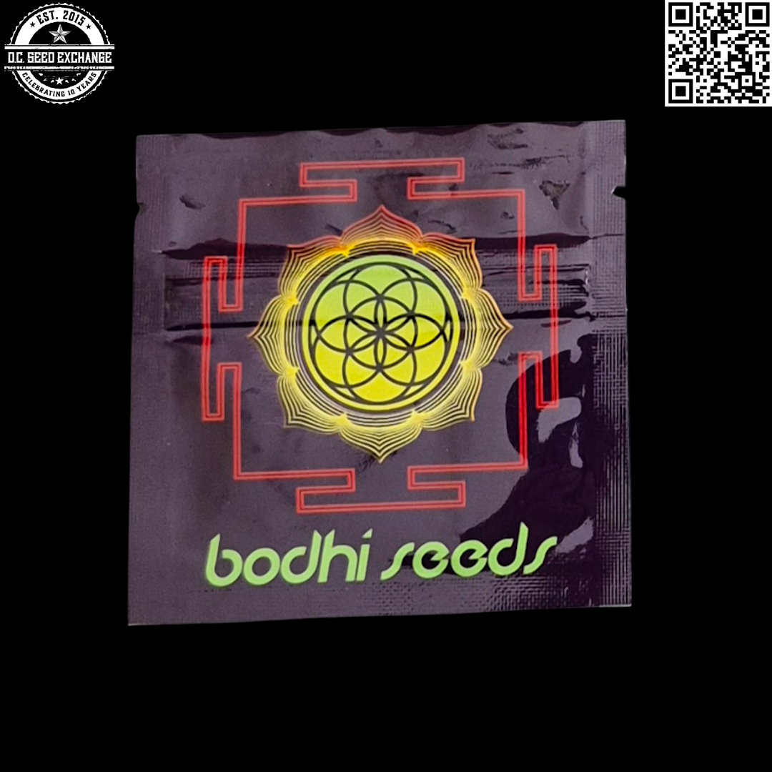 Space Monkey Seeds Auction: Gorilla Glue #4 x Wookie #15